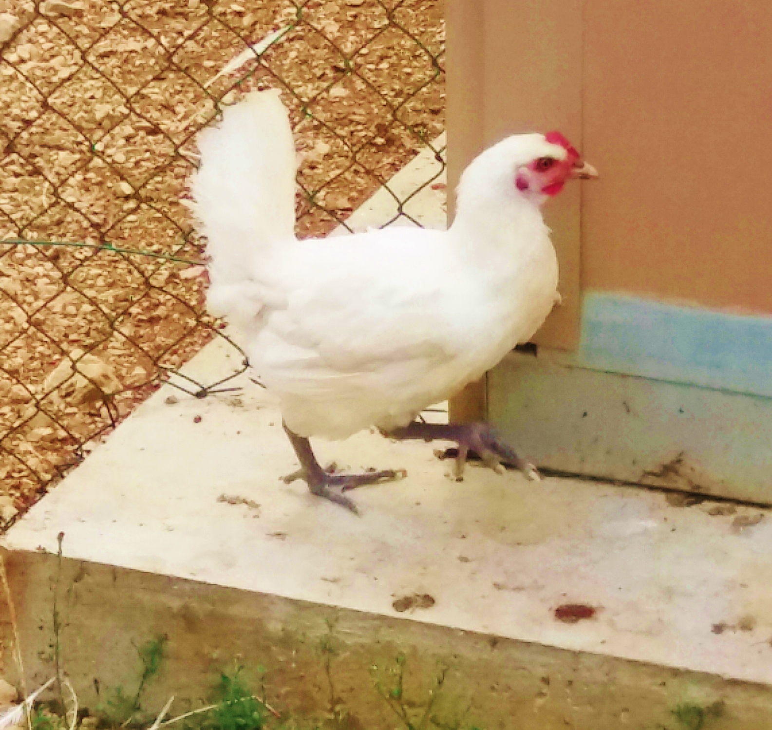 Le franc buveur: Viaggio nell’universo del pollo di Bresse