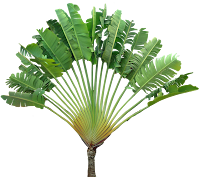 Tropical Plant Pictures: September 2009