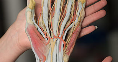 bLOGOS/HA HA: And the eye cannot say unto the hand, I have no need of ...