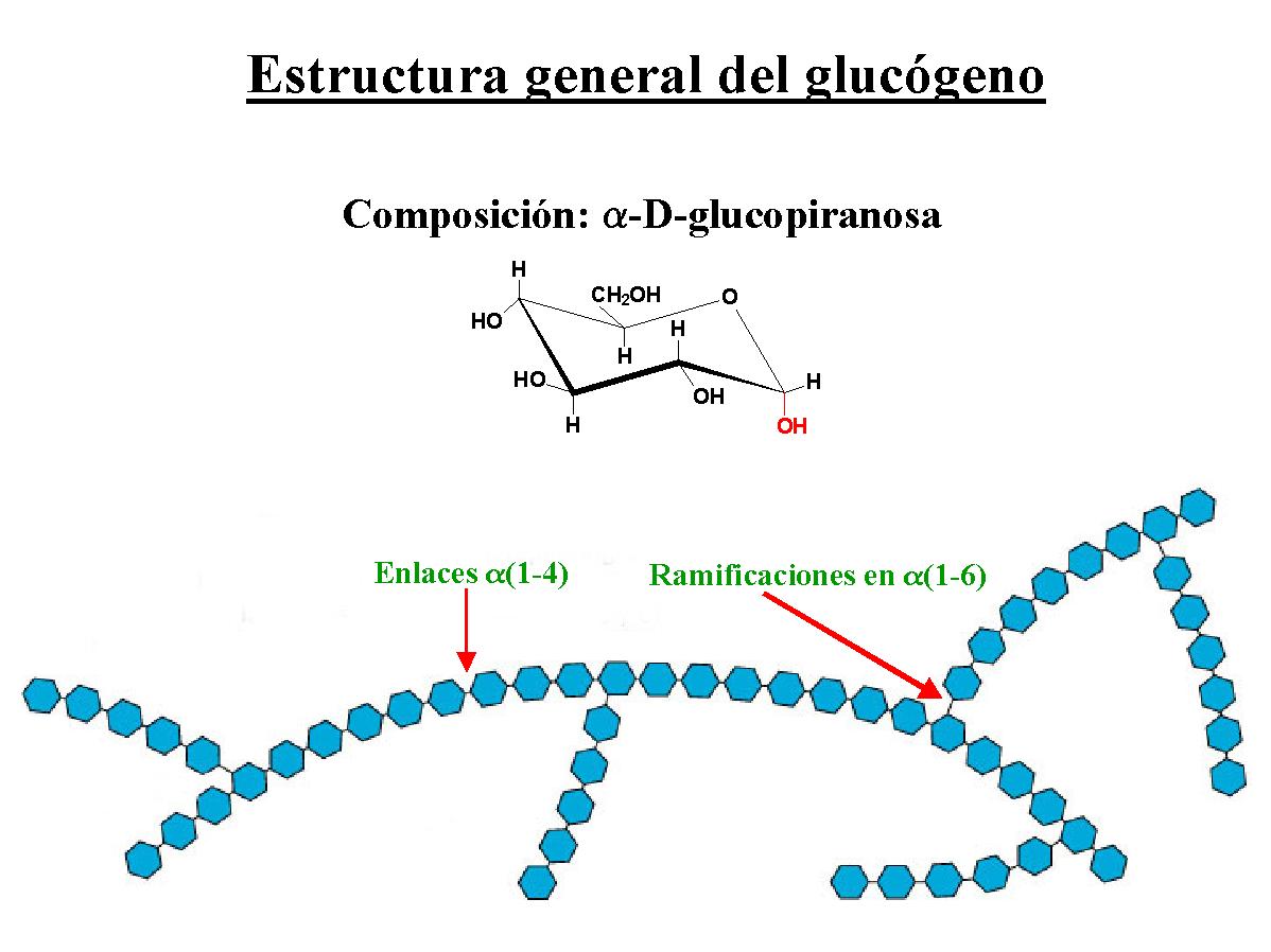 The True Life Of A Fabulous Med-Student: Glucogénesis y Glucogenólisis