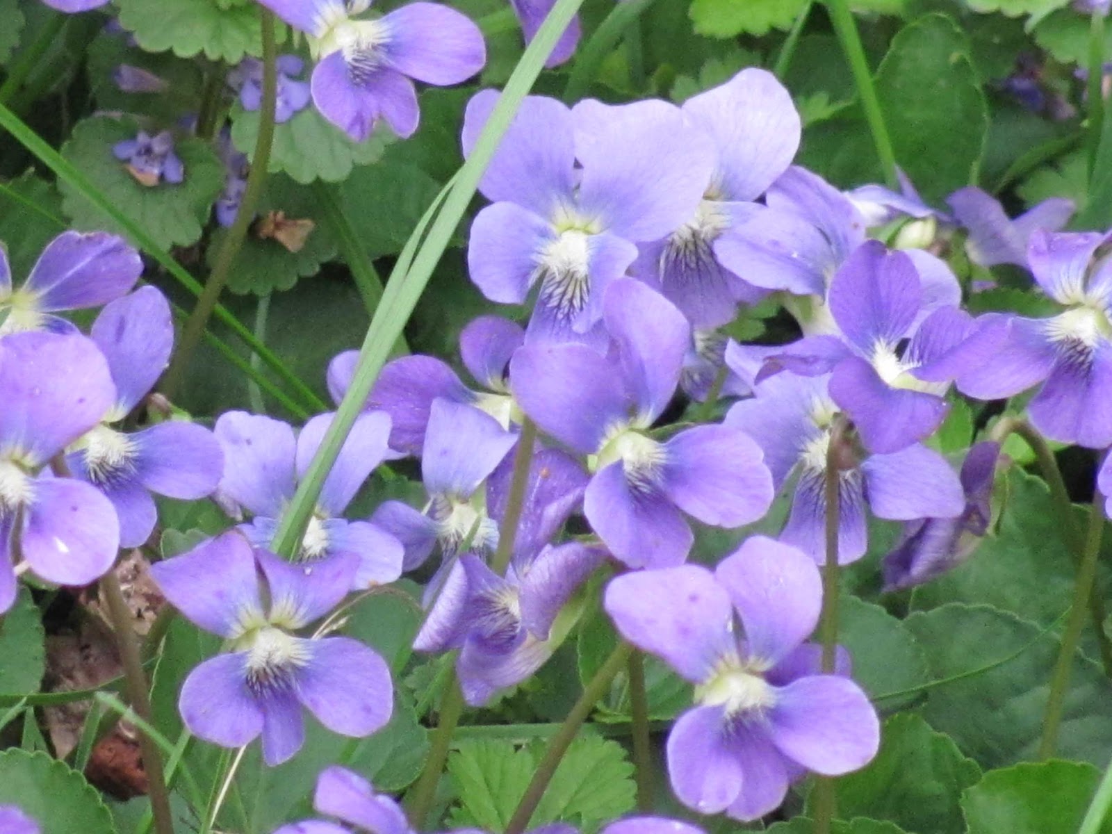 Speedway Daily Photo Violets And Mickey Ds