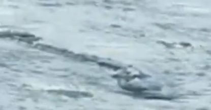 Phantoms and Monsters - Real Eyewitness Cryptid Encounter Reports