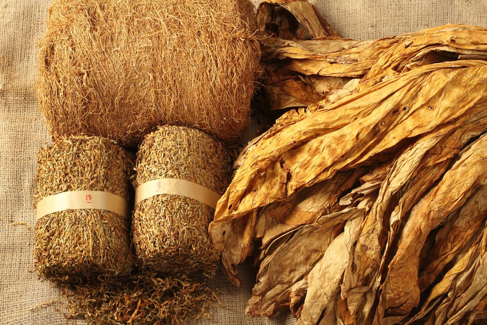 BAGIAN BAGIAN TANAMAN TEMBAKAU | Tips Petani