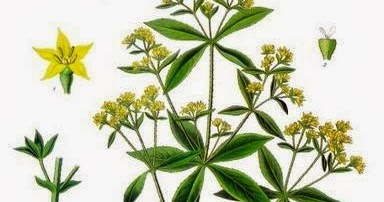 La poudre colorante de Garance