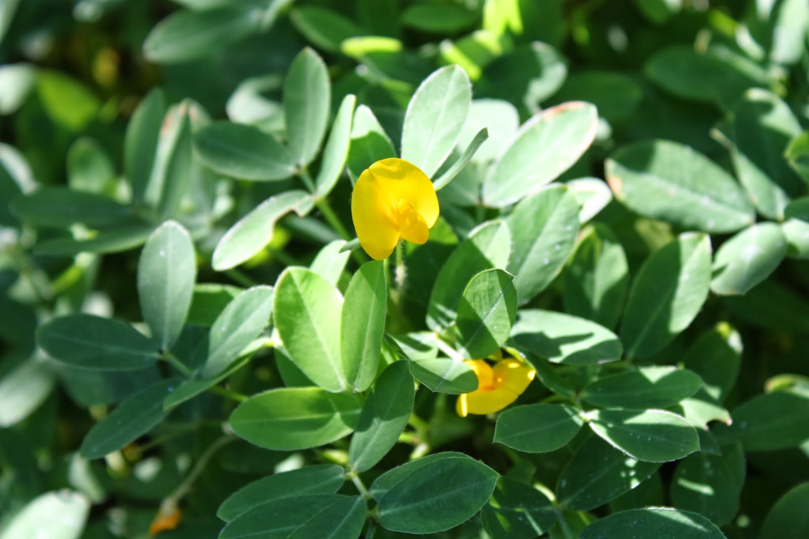 HORTA À PORTA: ARACHIS REPENS (AMENDOIM FORRAGEIRO, MANÍ FORRAJERO ...