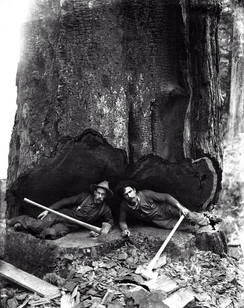 20 Vintage Photos of Lumberjacks Who Felled Big Trees Using Only Hand ...