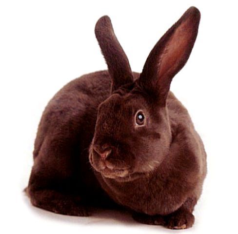 Jenis Jenis Kelinci dan Ciri Ciri nya - Beternak Kelinci