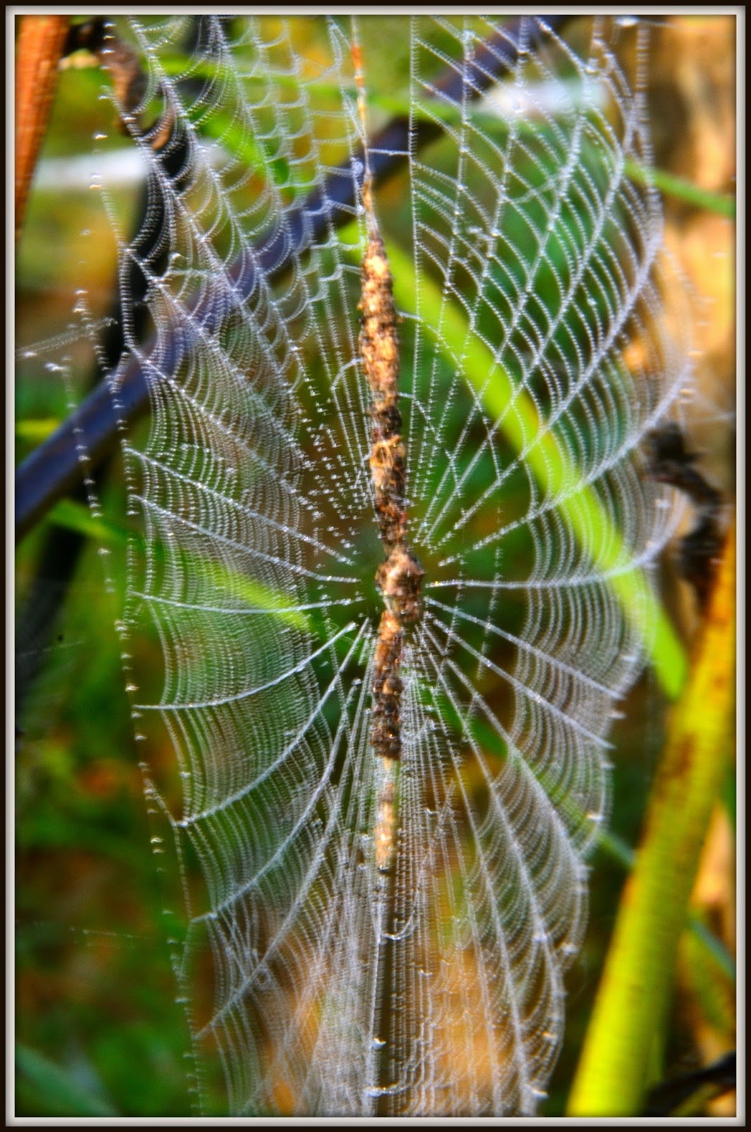 P365-Day40: the amazing...Spider Web