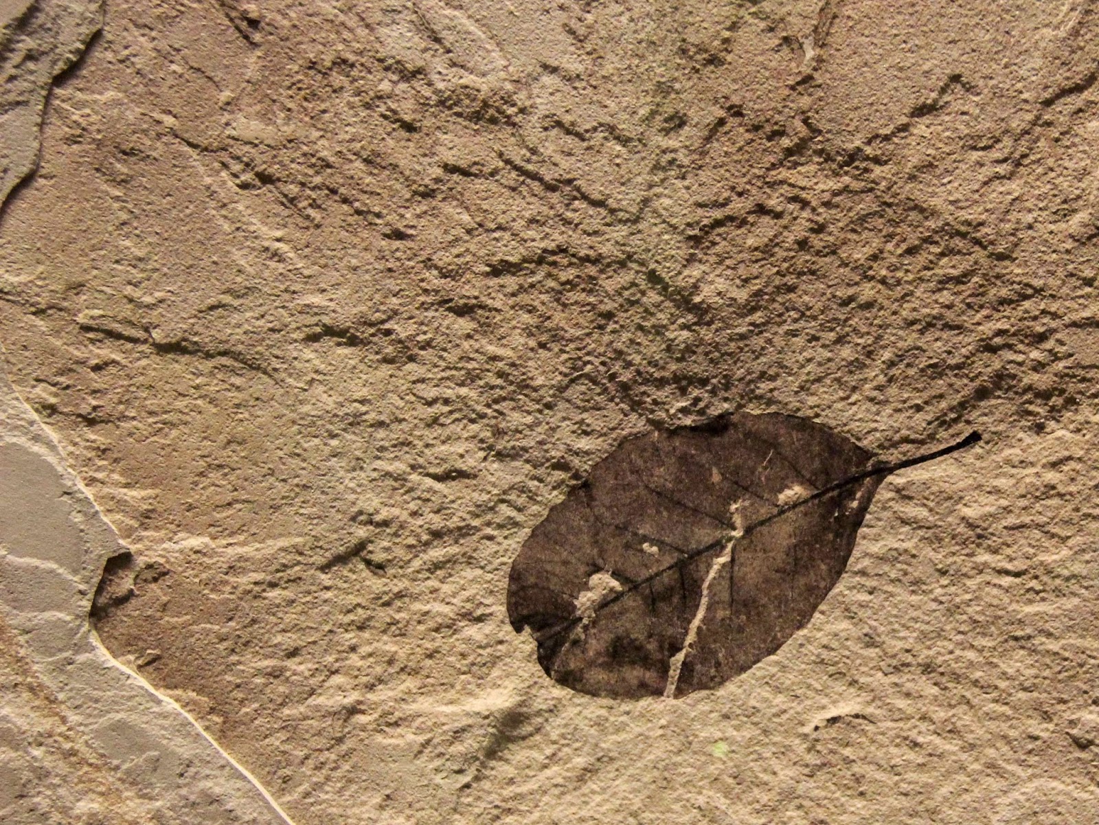 Populus Fossil