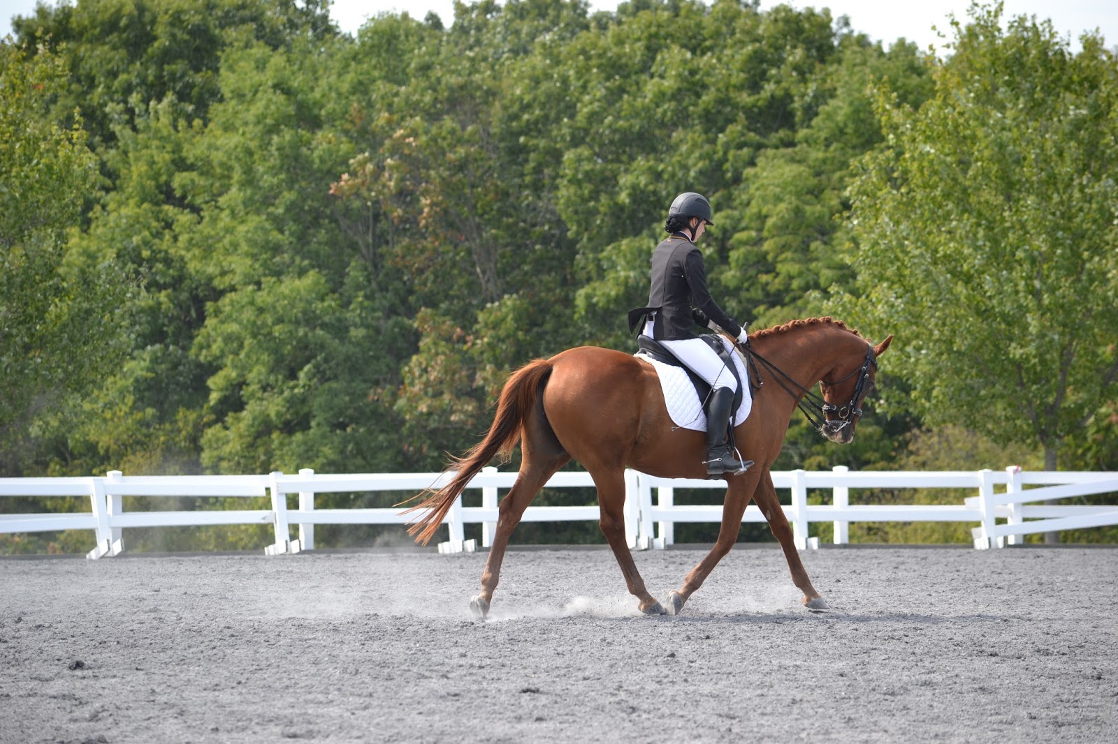 Understanding and Adjusting the Dressage Frame