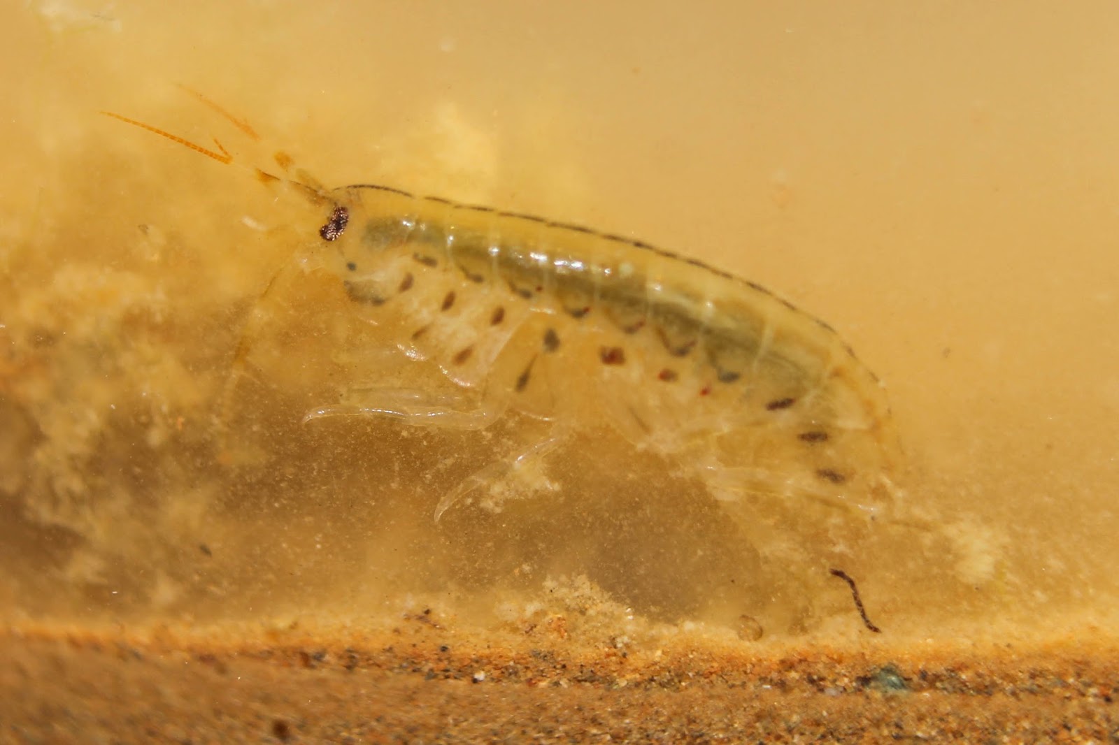 Biodiversity of Cyprus by NGO Protection of the Natural Heritage and ...