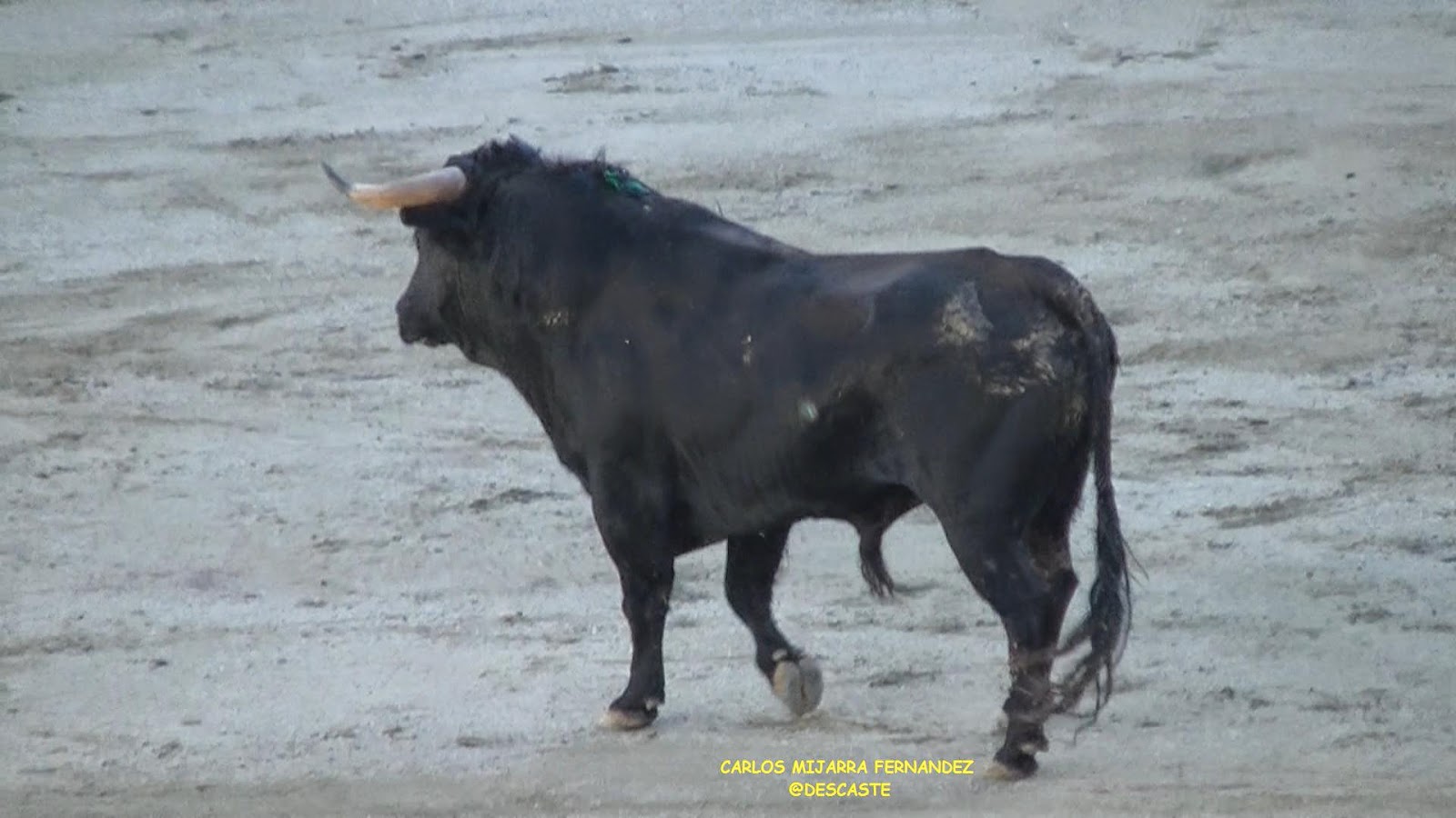 BAILE DE CORRALES: Novillada de la ganadería Los Chospes en Las Ventas