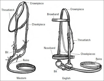 Getting a Heads-Up on Bridles ~ We love pets