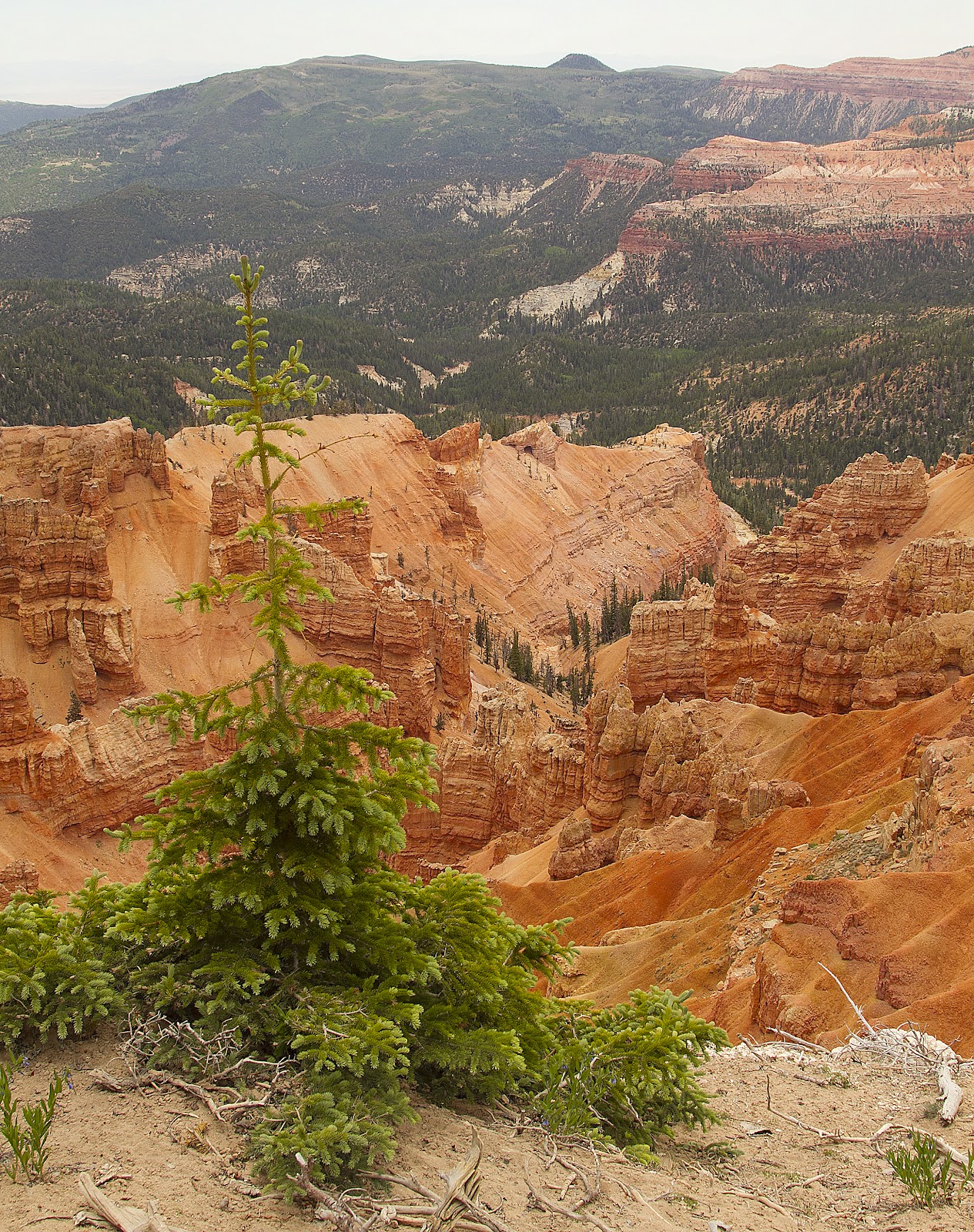 The Baker Family : Cedar Breaks National Monument, Utah - June 2012