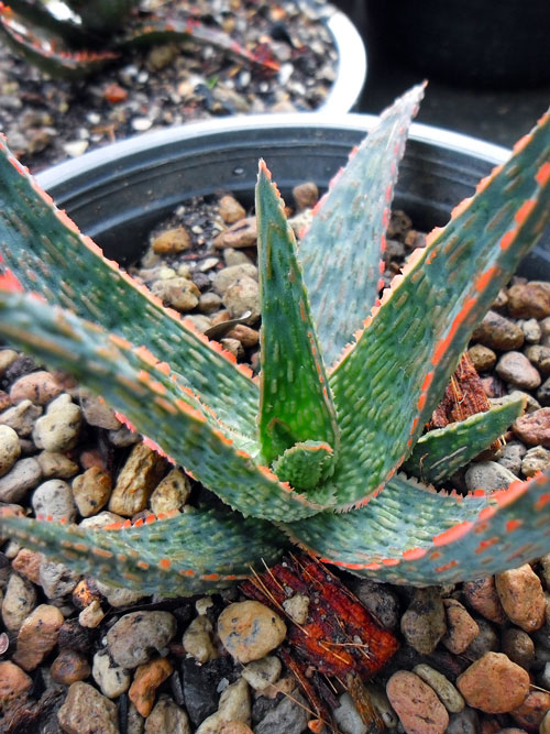 Thaisucculents: Aloe rusty ridge