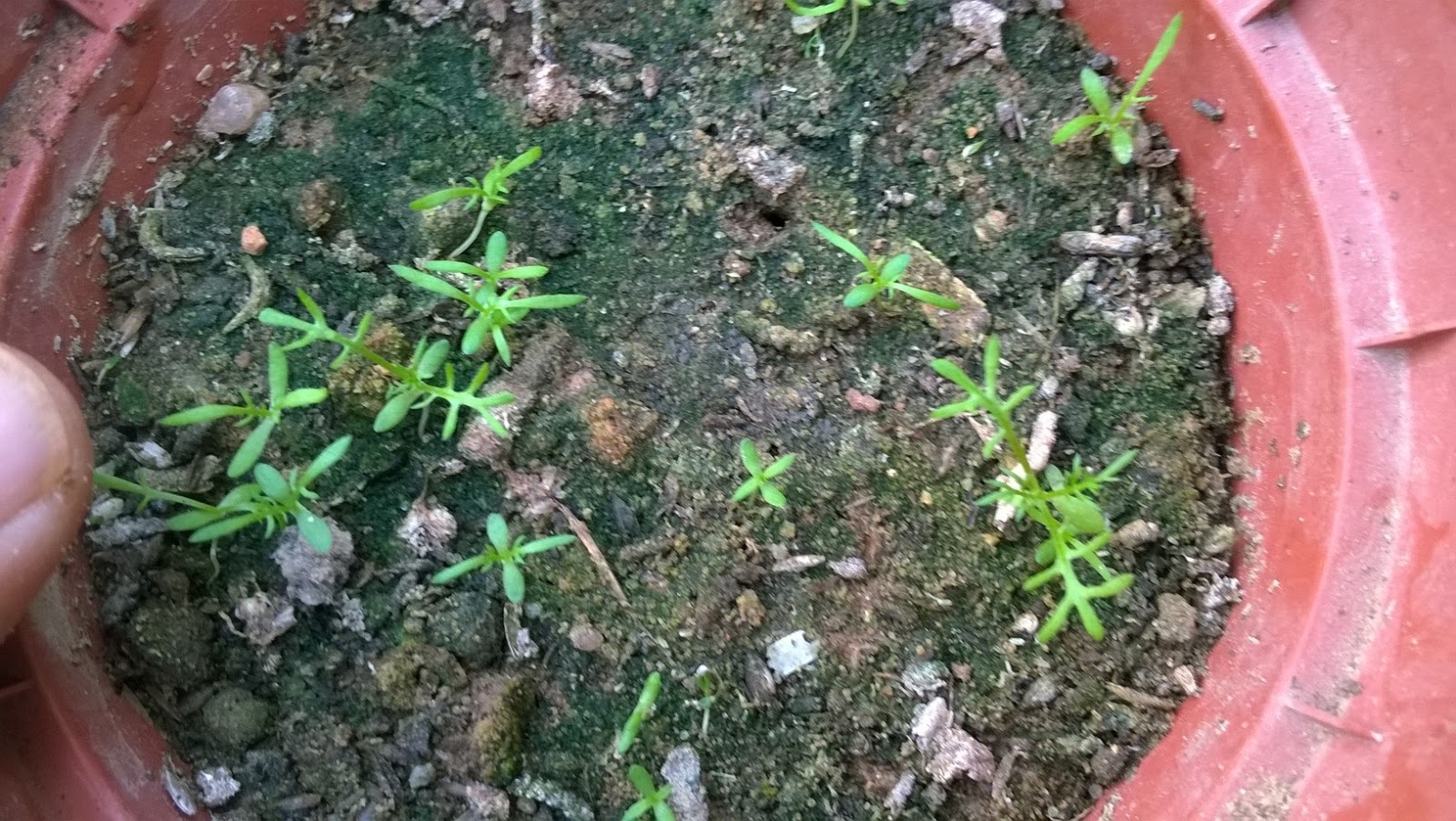 How to Grow Chamomile