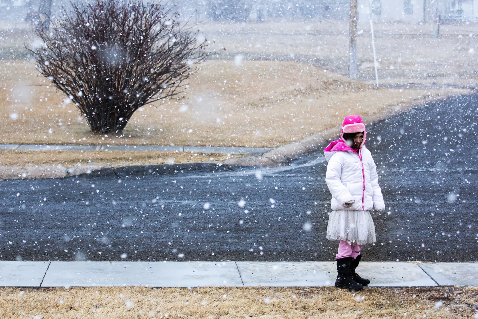 The Scampering Horse