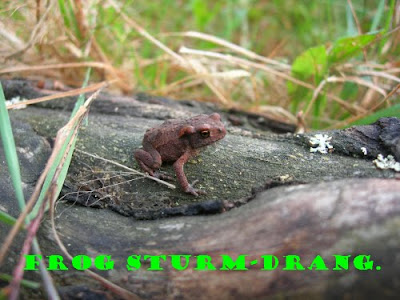 Knocking From Inside: Frogs With Fangs