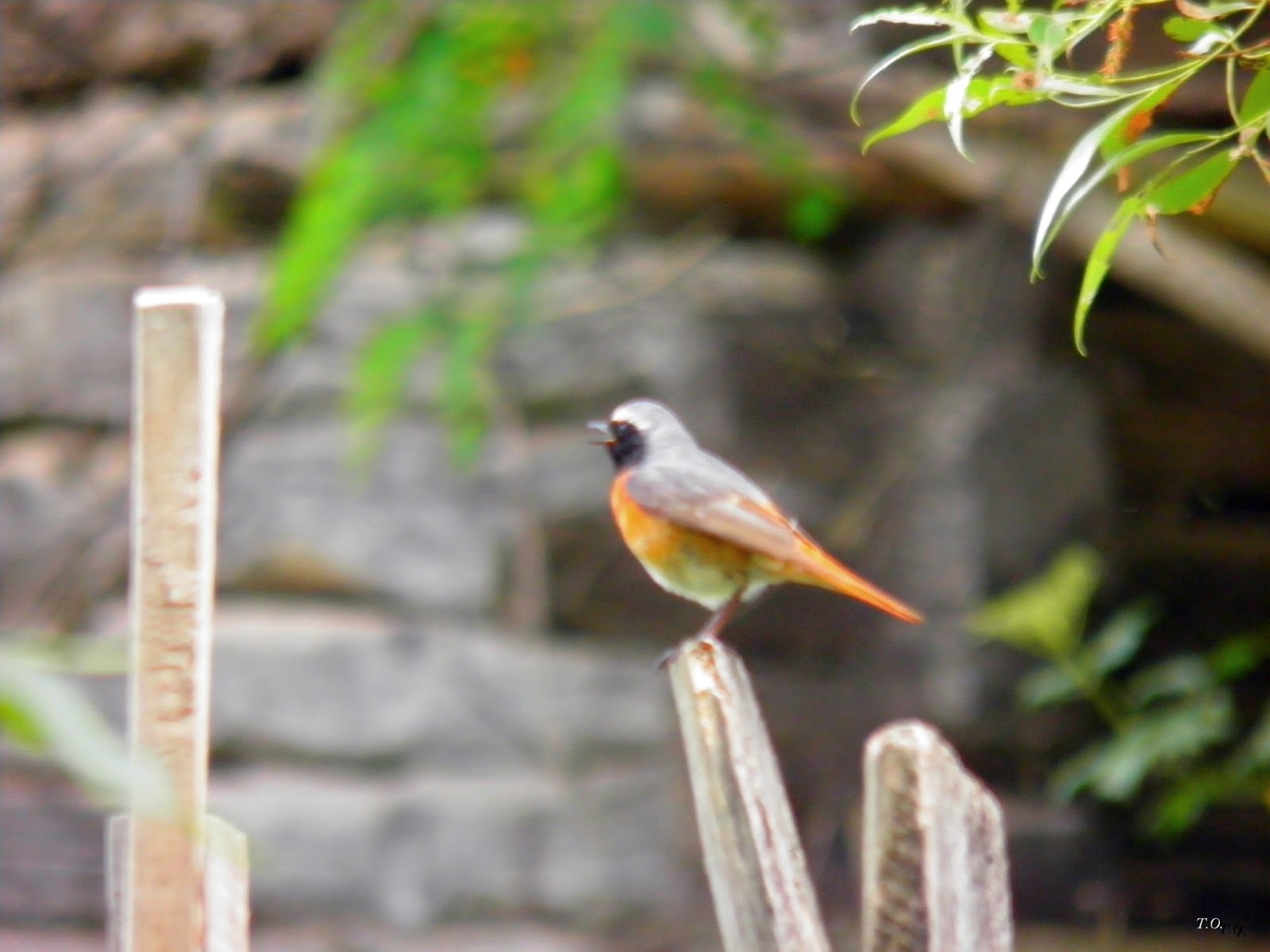 PASARI DIN ROMANIA: CODROS DE PADURE (2), Phoenicurus phoenicurus
