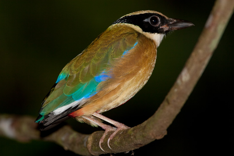 BIRD GROUP TAMAN NEGARA: birdwatching in Taman Negara Pahang