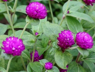 12 Khasiat Bunga Kenop Untuk Kesehatan | Khasiat