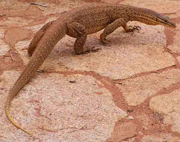 Jenis - jenis atau Macam - macam Varanidae / Varanus / Varanatic ...