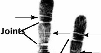 Horizontal Lines On Mounts And Fingers Palmistry ~ INDIAN PALMISTRY ...