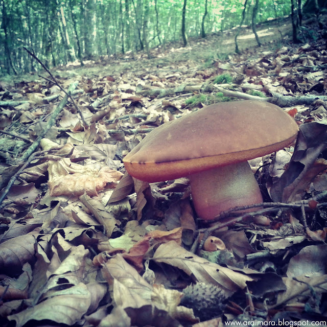 araimara: Irati, isiltasunaren basoa / Irati, el bosque del silencio