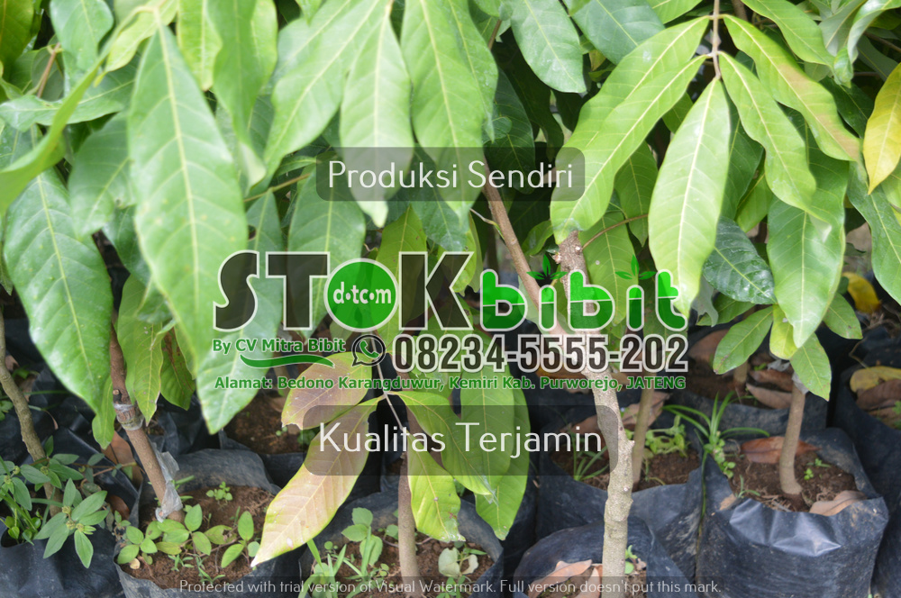 Salam (tumbuhan) tanaman salam koja - bibit mangga dermayu