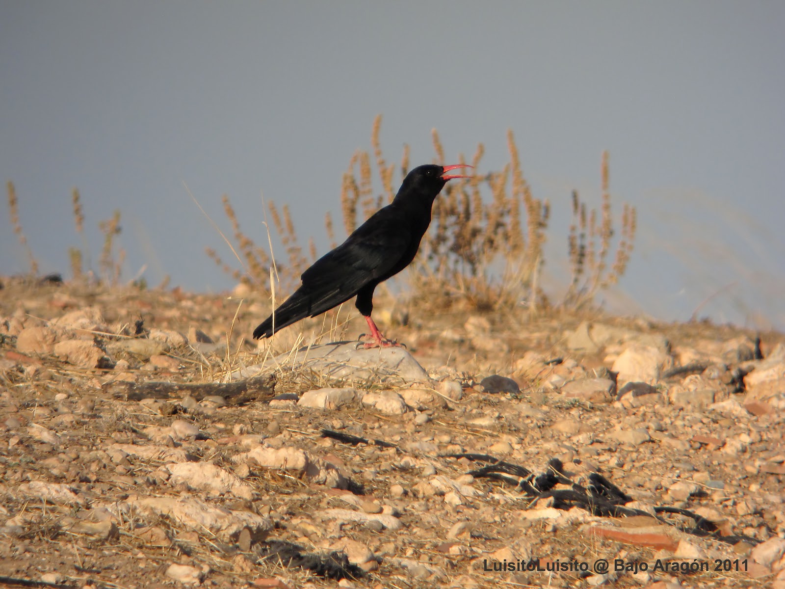 TELESFOTO: FOTOGRAFIAS REALIZADAS MEDIANTE DIGISCOPING