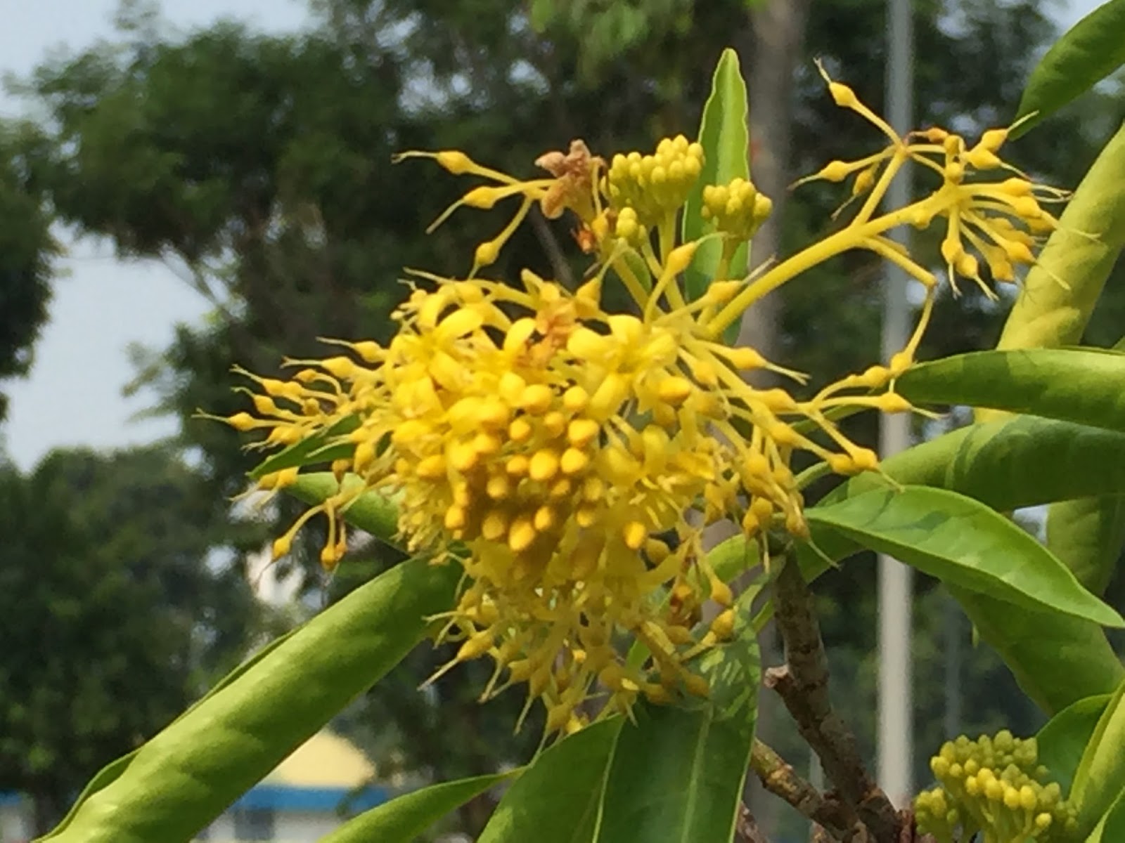 my G@Rdening frenzY: PTELEOCARPA LAMPONGA