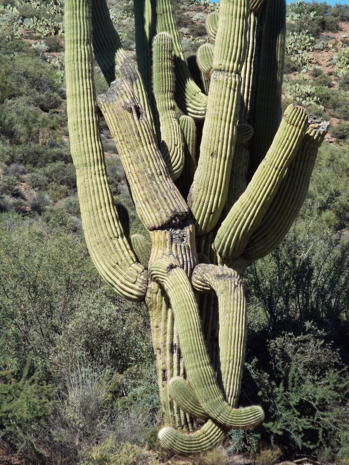 Evie and Her Mom RVing: A Study of the Saguaro Cactus