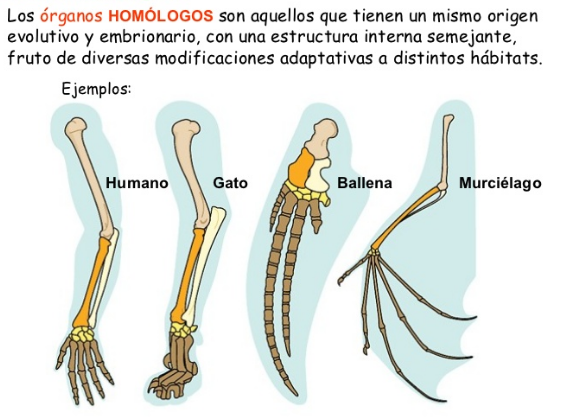 BIOLOGÍA Y GEOLOGÍA 4ºESO Colegio Ciudad del Sol: diciembre 2021