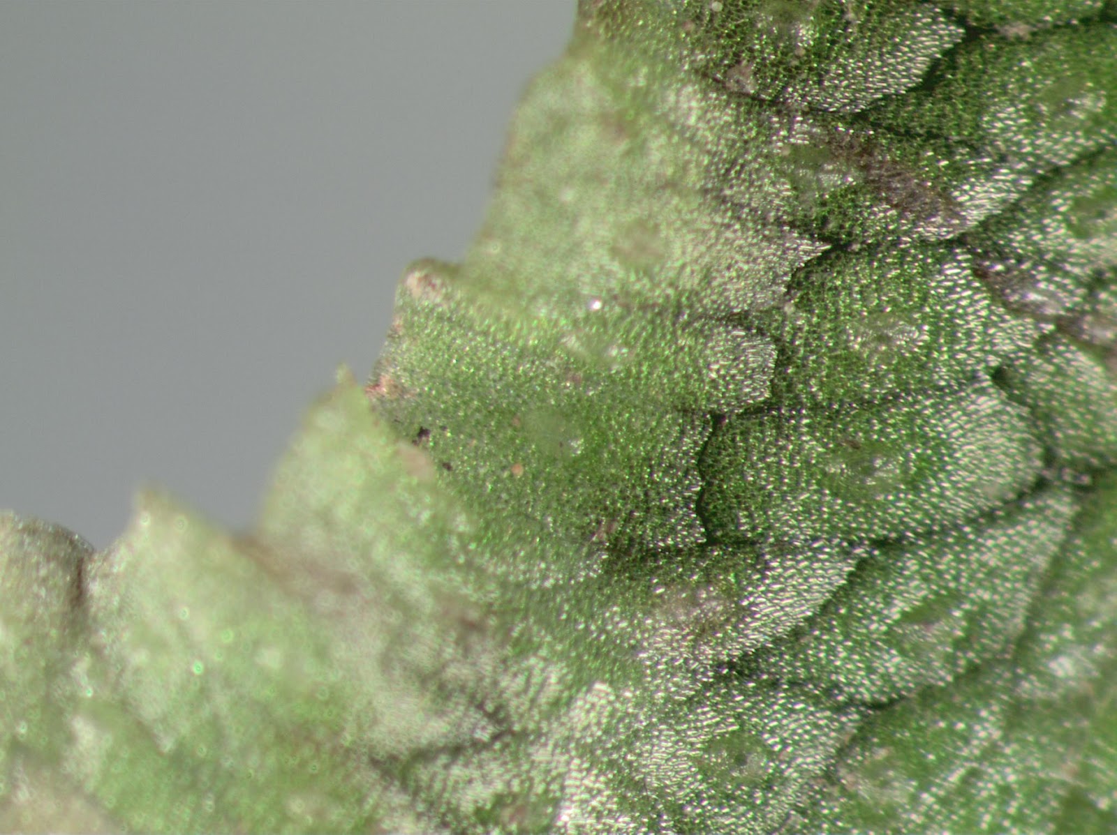 Unearthing Bryophytes: Specimen #4 Liverwort