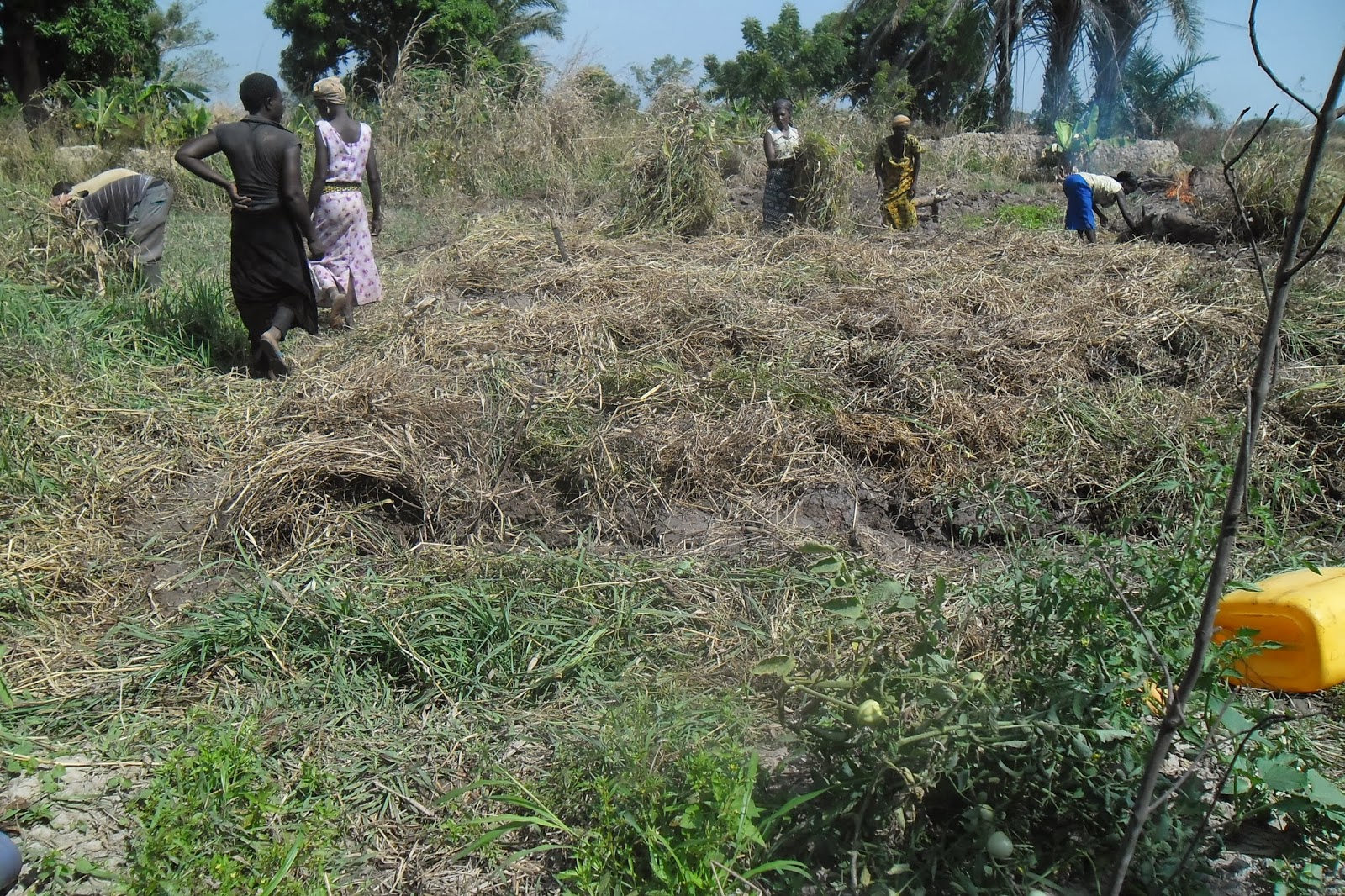 Ghana-Partnerschaft: Farming during the dry season