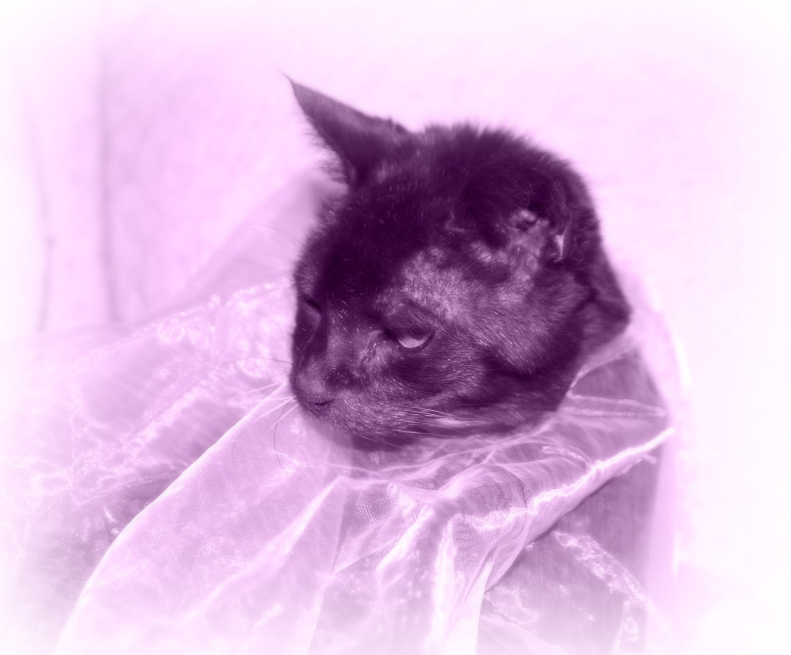 Cats of Wildcat Woods: A Pink Lady Ghost Story