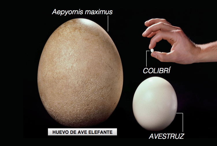 LA CIENCIA DE LA VIDA: Huevos peculiares
