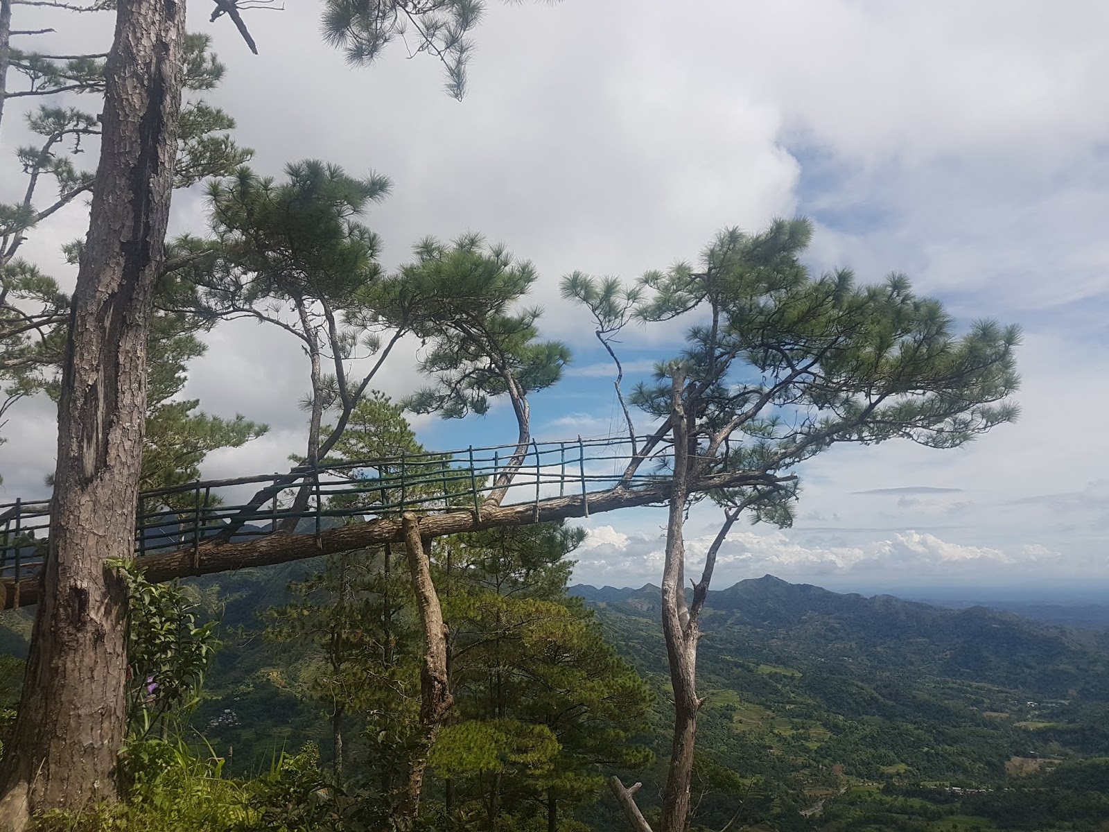 Pine Trees of Bucari, Leon, Iloilo