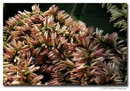 jayantiblogshere: Fragrant flowers