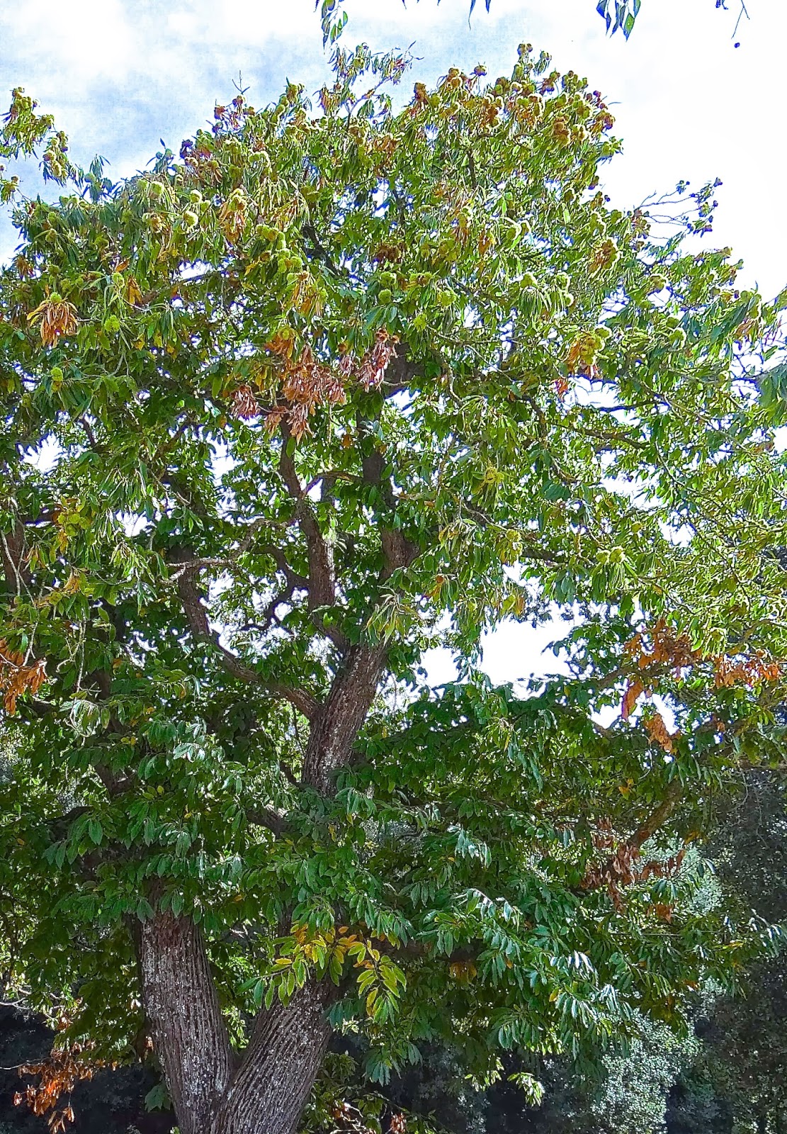 Sant Llorenç del Munt: El castanyer del Coll d'Estenalles, la gran ...