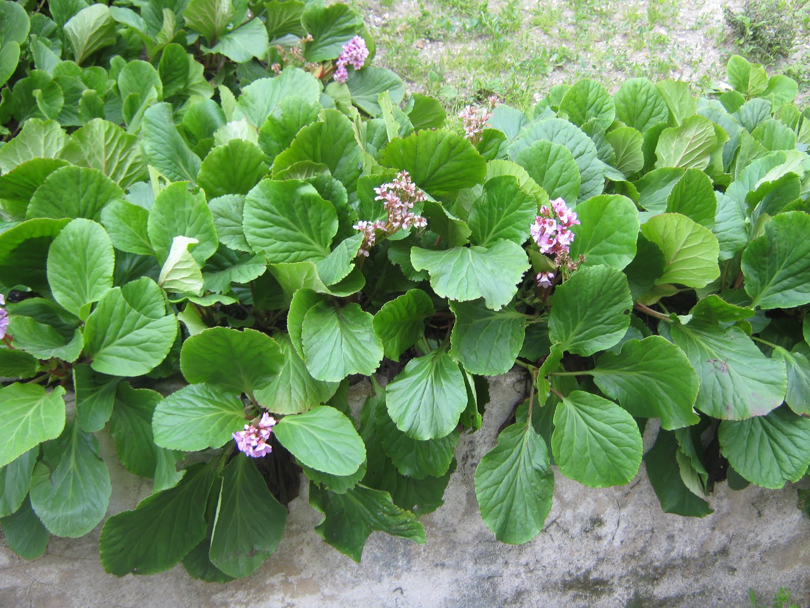 O Ambiente Nosso Amigo: Bergénia