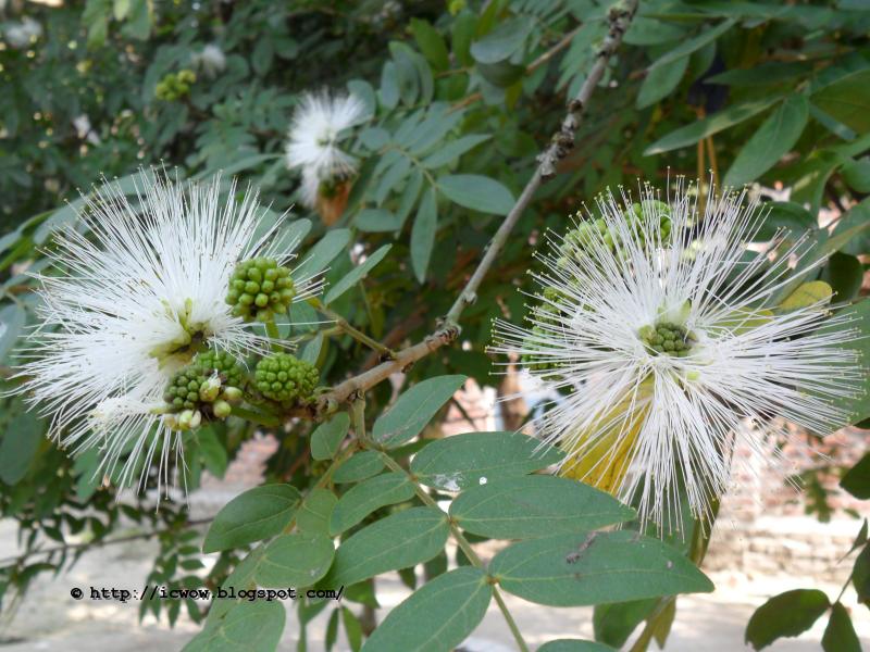 White Powder Puff - Calliandra haematocephala Alba