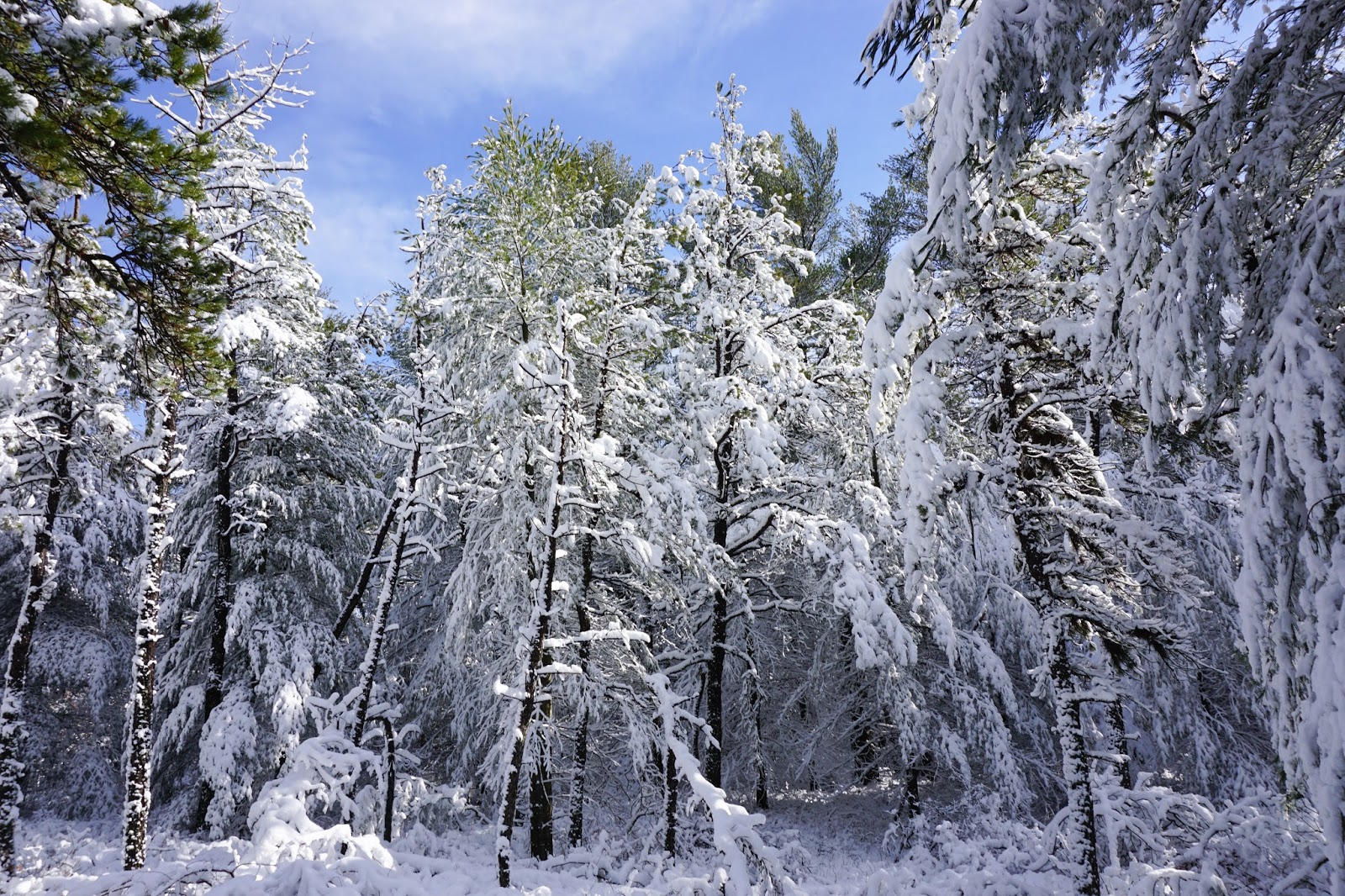 Myles Standish State Forest- Plymouth, MA