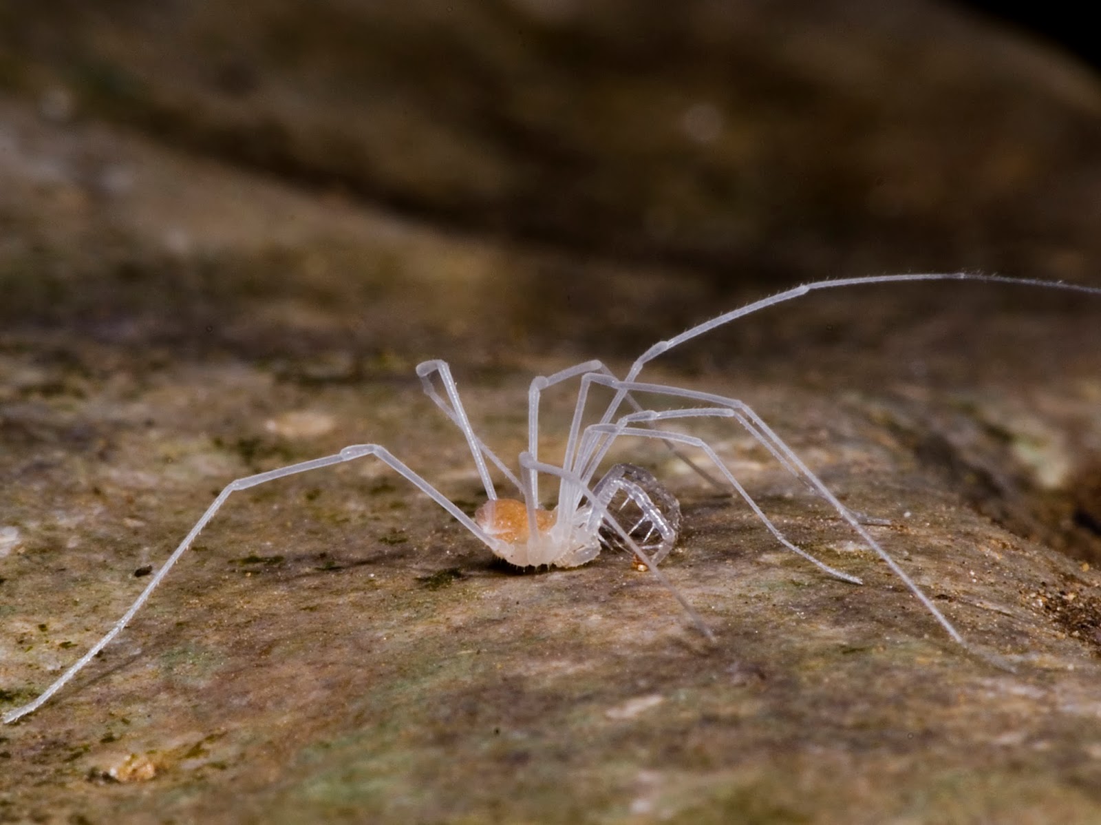 The Cave Bio-Blog: Species Profile: Appalachian Cave Harvestman (Tolus ...