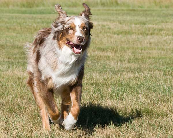 Dog Portrait Photography: Three Spanish Shepherds - Cool