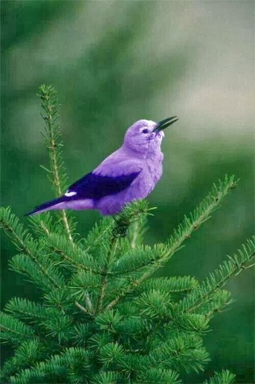 Violet Bird | Fantastic Materials