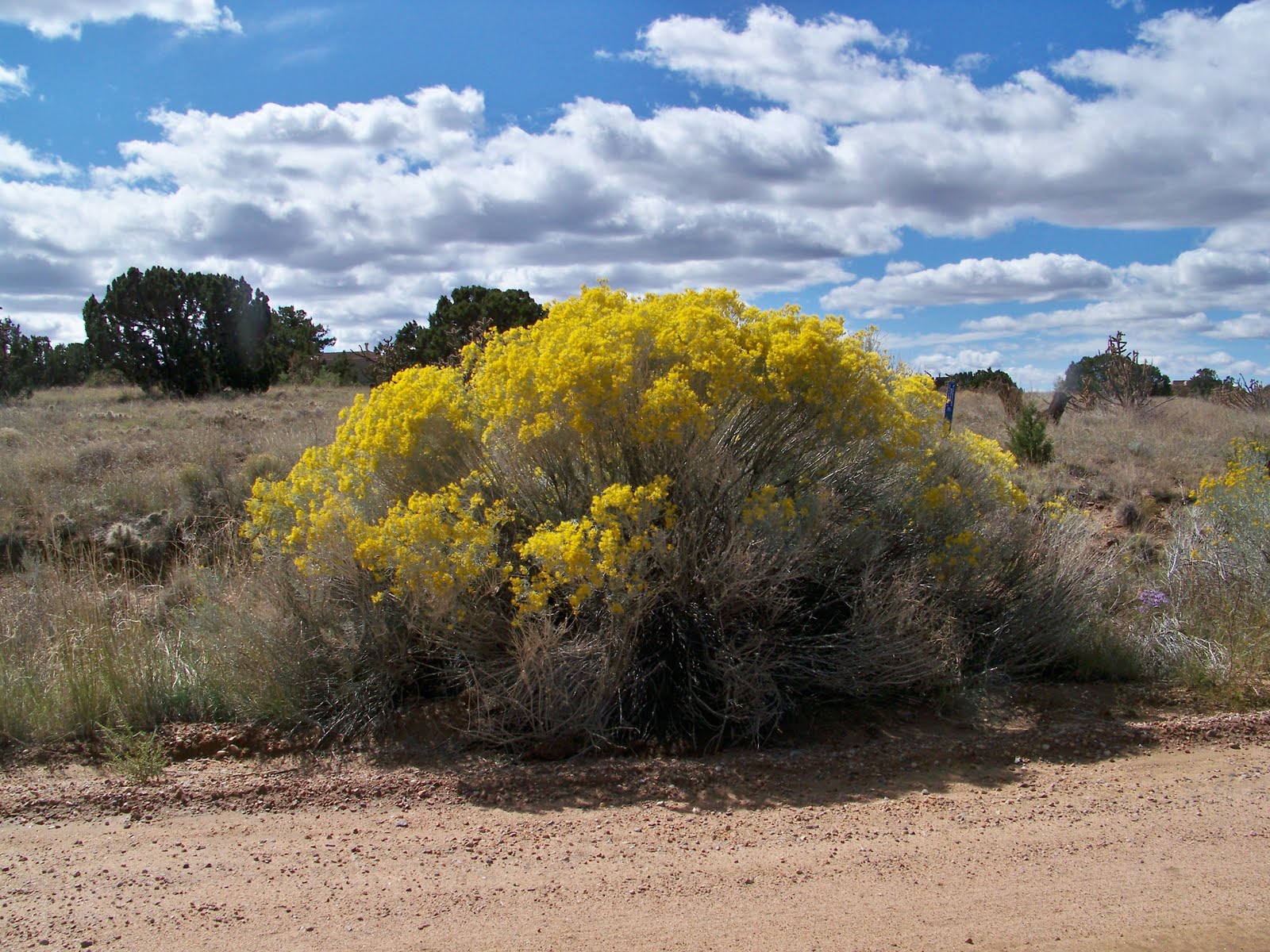 La Casa de Towanda: Chamisa!