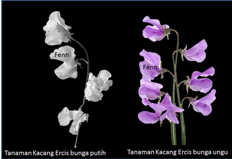 Catatan prestasi Guru Biologi: INVESTIGASI MENDEL TENTANG HEREDITAS