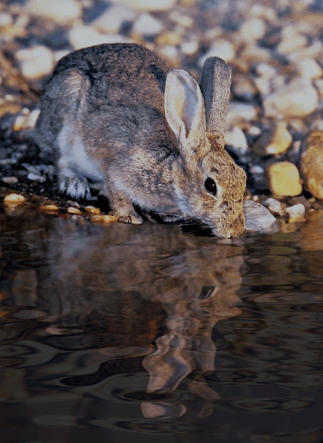 MI MUNDO MANUAL Y "ARTISTICO": REFLEJOS DE UN CONEJO GIF animado