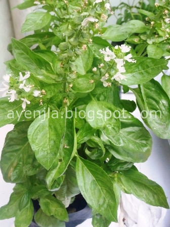 tumbling thoughts: Recipe: tomato basil pasta